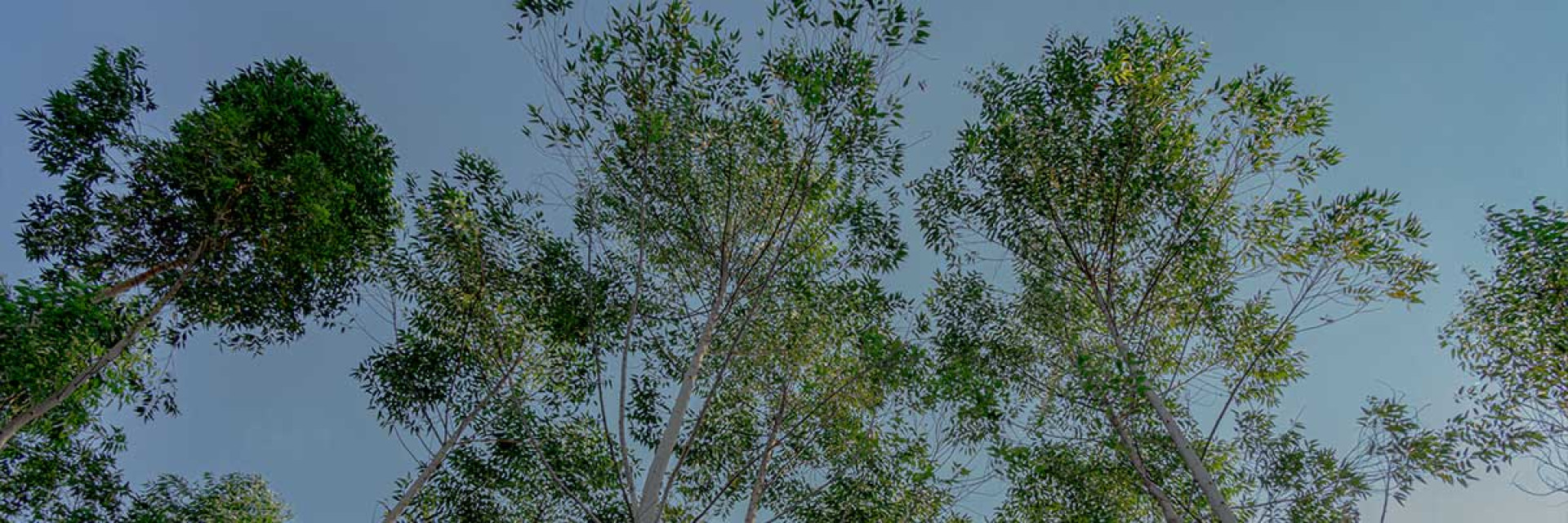 Colecciones Carb2 - Primadera